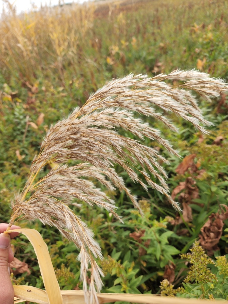 common reed from Bangor Township, SD, USA on September 22, 2022 at 01: ...