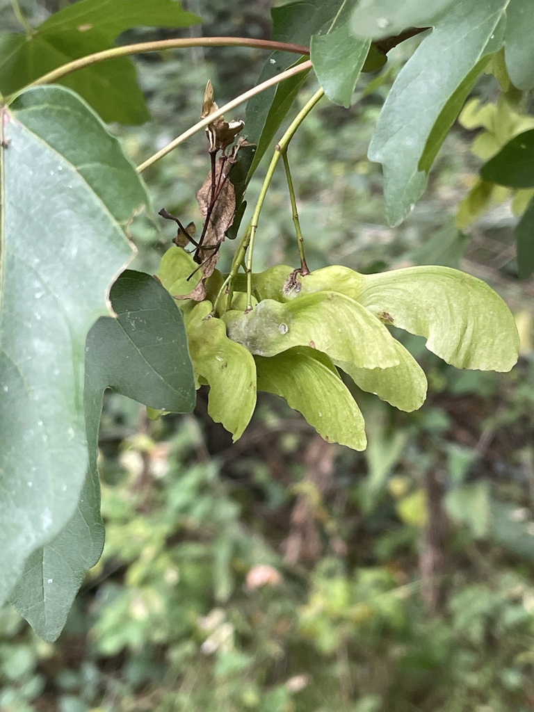 field maple from Broadmead, Corsham, England, GB on September 22, 2022 ...