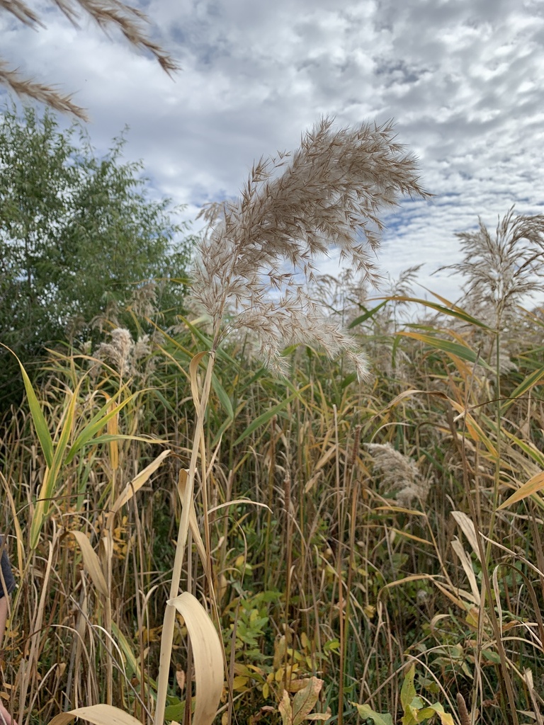 American common reed from Volga, SD, US on September 22, 2022 at 01:59 ...
