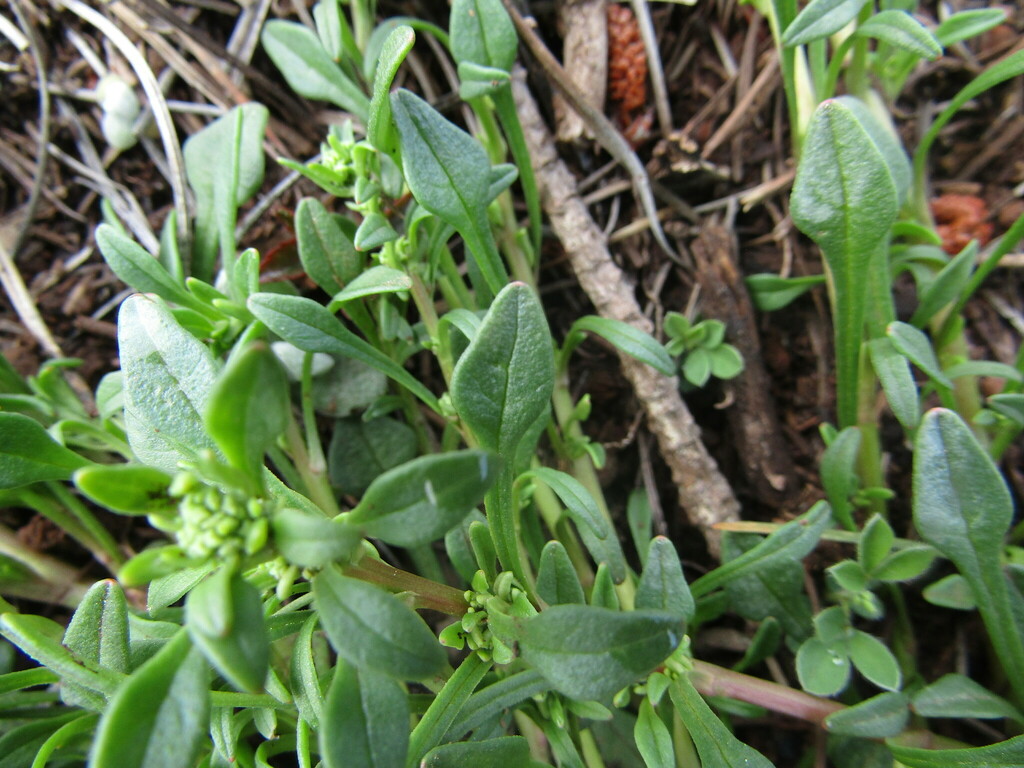 Calandrinia monandra from Concepcion, Bío Bío, Chile on September 22 ...