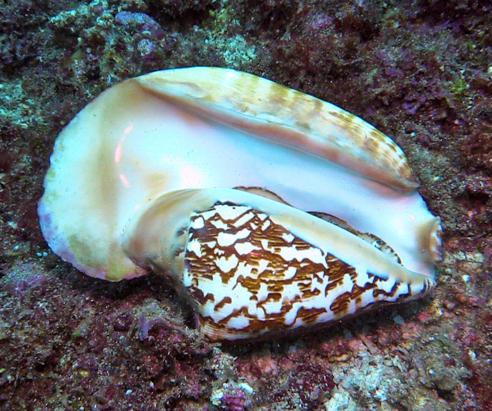 wide-mouthed conch from Sepoc, Tingloy, Batangas, Philippines on May 11 ...