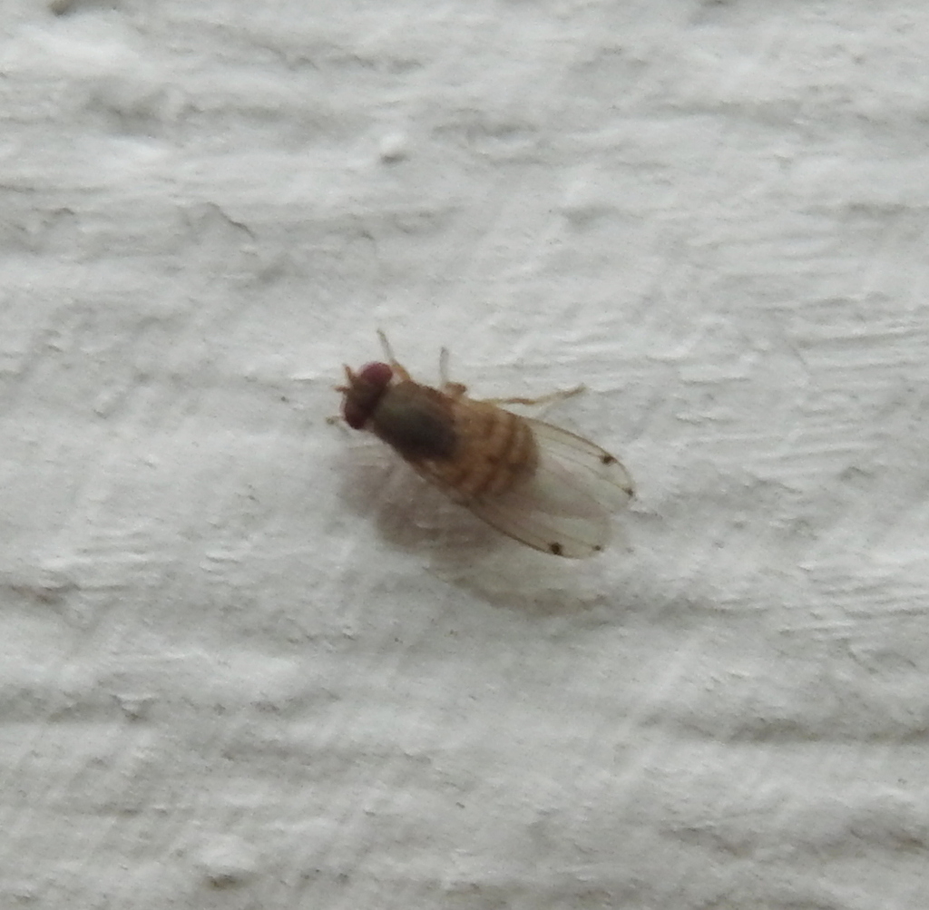 Gitona distigma from Заповедный, Курская обл., Россия, 305528 on ...