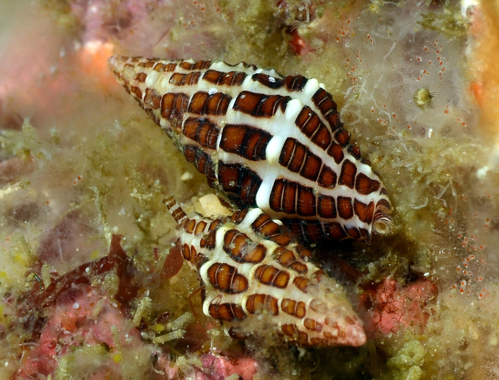 Engina spica from Sepoc, Tingloy, Batangas, Philippines on May 12, 2018 ...