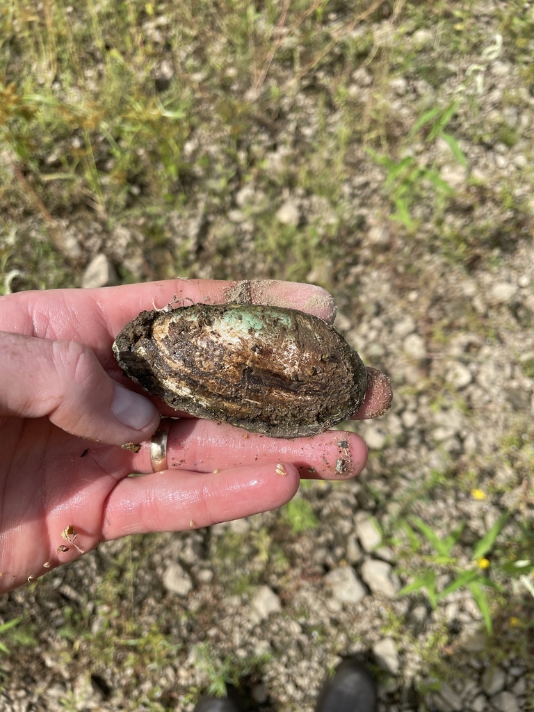 Yellow Sandshell in September 2022 by Caleb Knerr · iNaturalist
