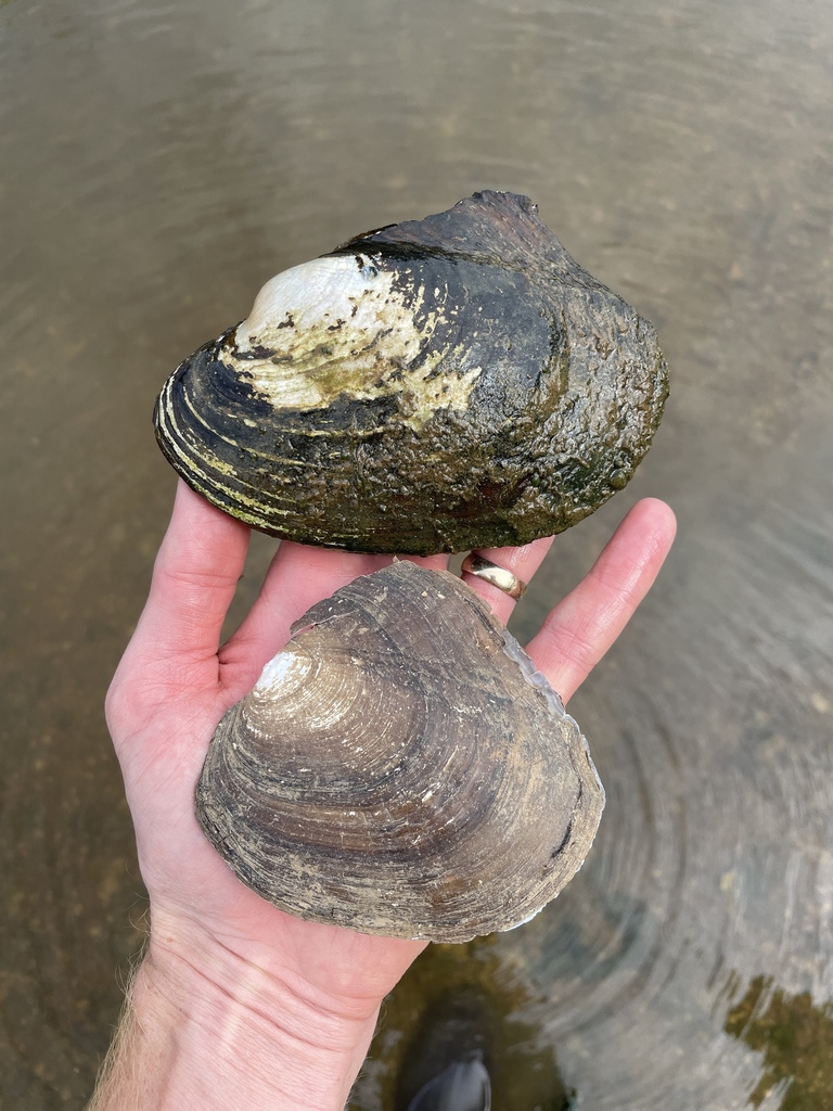 Pink Heelsplitter in September 2022 by Caleb Knerr. Top shell · iNaturalist