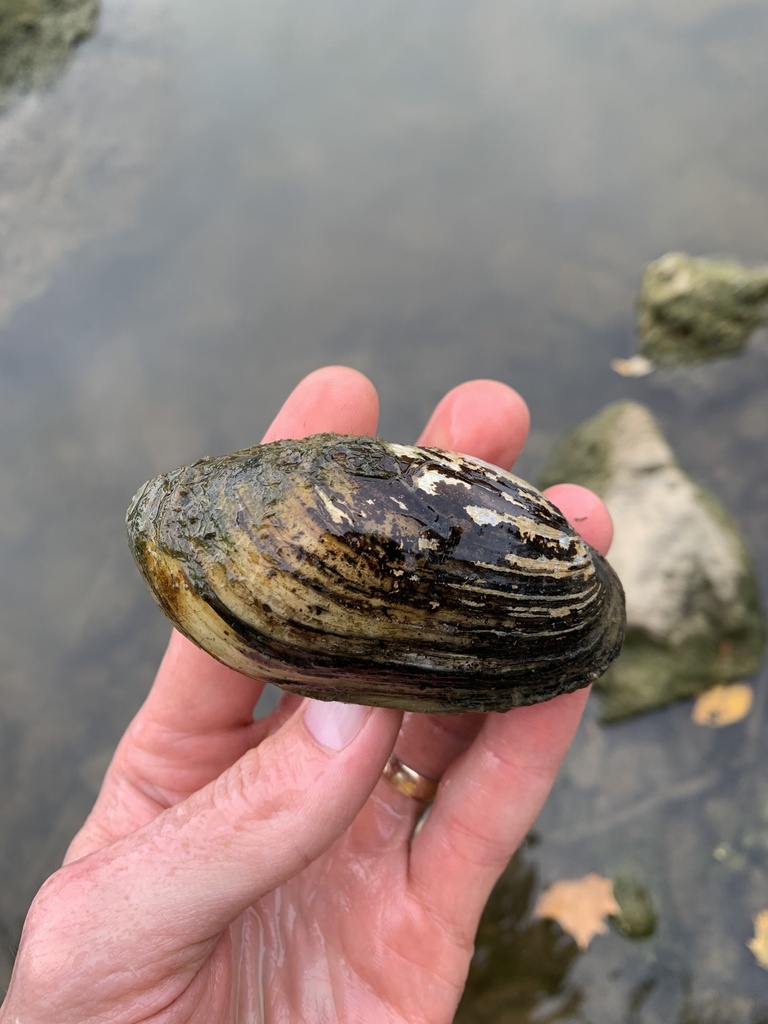 Yellow Sandshell in September 2022 by Caleb Knerr · iNaturalist