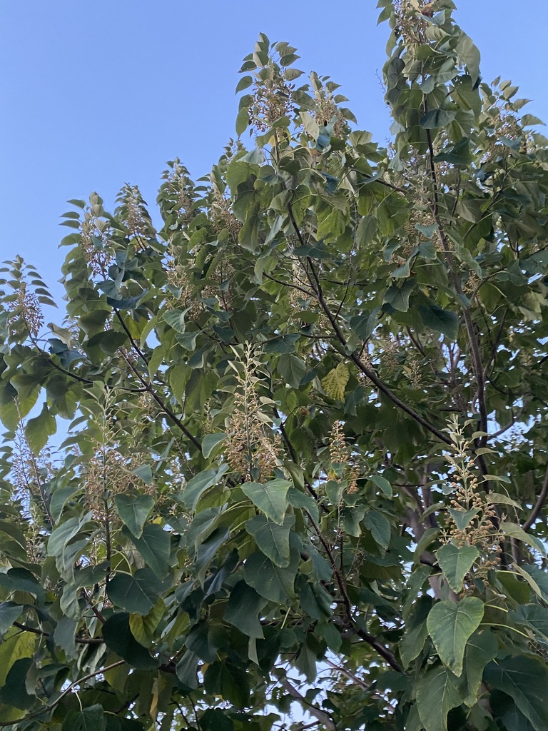 Paulownia from San Antonio, TX, USA on September 07, 2022 at 07:44 PM ...