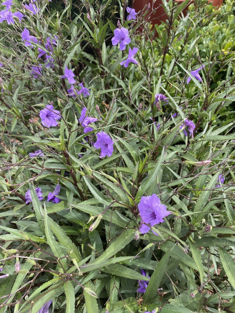 Mexican ruellia from Coconino National Forest, Sedona, AZ, US on ...