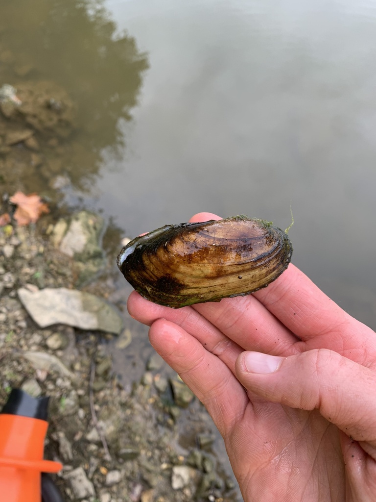 Yellow Sandshell in September 2022 by Caleb Knerr · iNaturalist