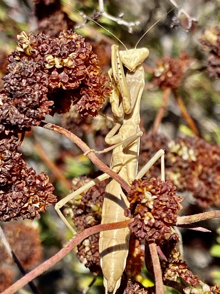 Mediterranean Mantis from Mission Trails Regional Park, San Diego, CA ...