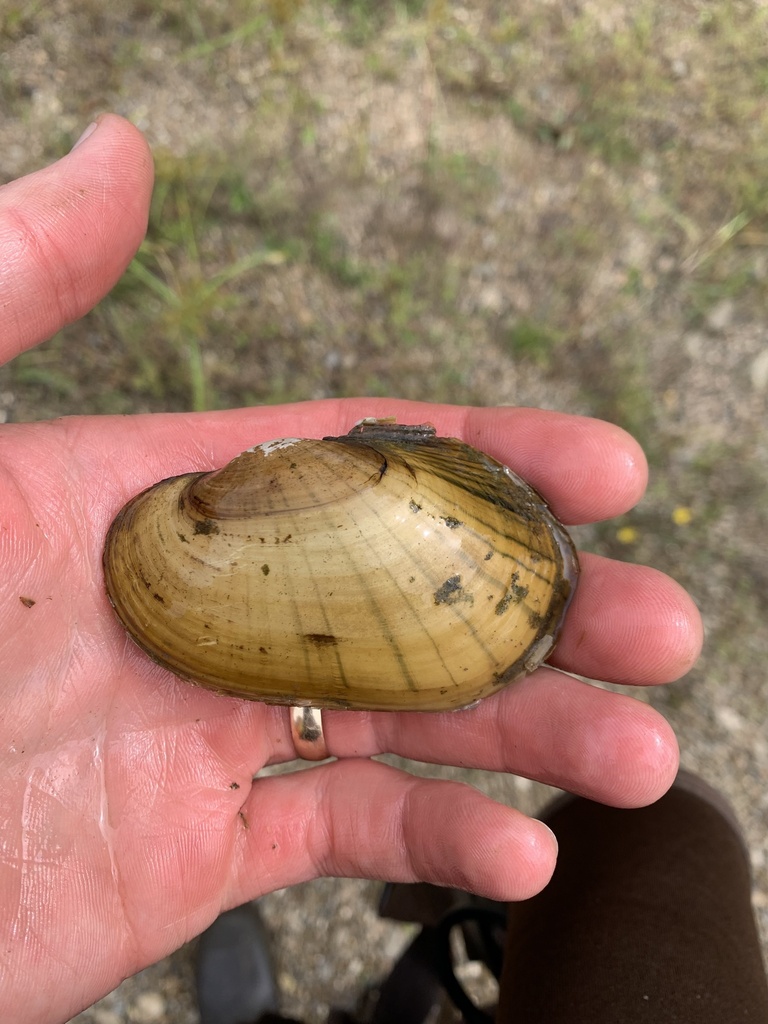 Fatmucket in September 2022 by Caleb Knerr · iNaturalist