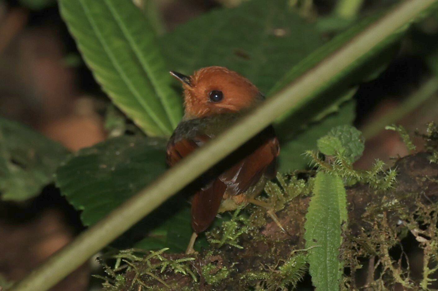 Pseudotriccus ruficeps (Lafresnaye, 1843)