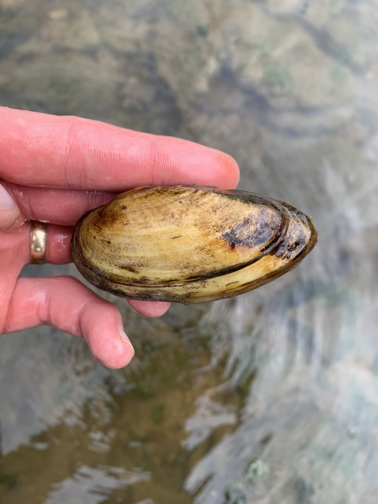 Yellow Sandshell in September 2022 by calebknerr · iNaturalist