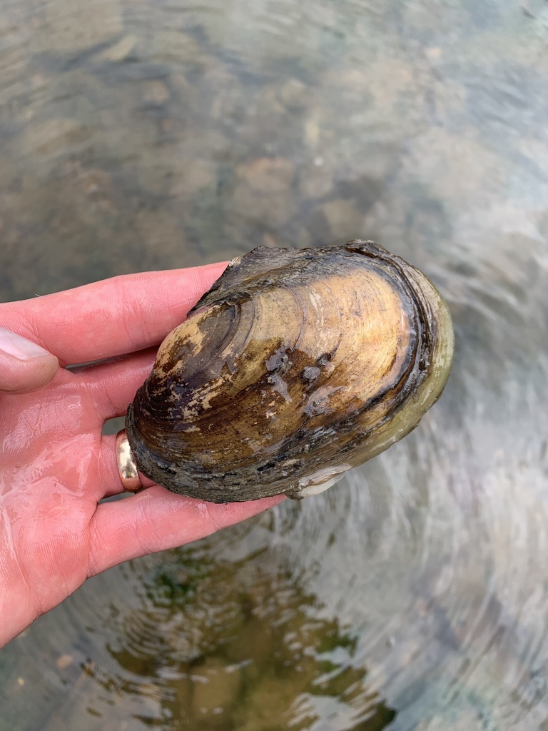 Fragile Papershell in September 2022 by Caleb Knerr · iNaturalist