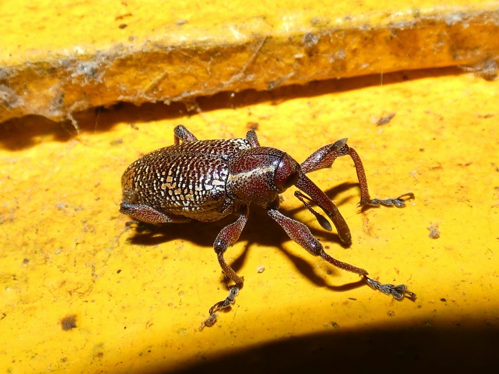 Heilipus lauri from Lost and Found on September 18, 2022 at 07:59 PM by ...