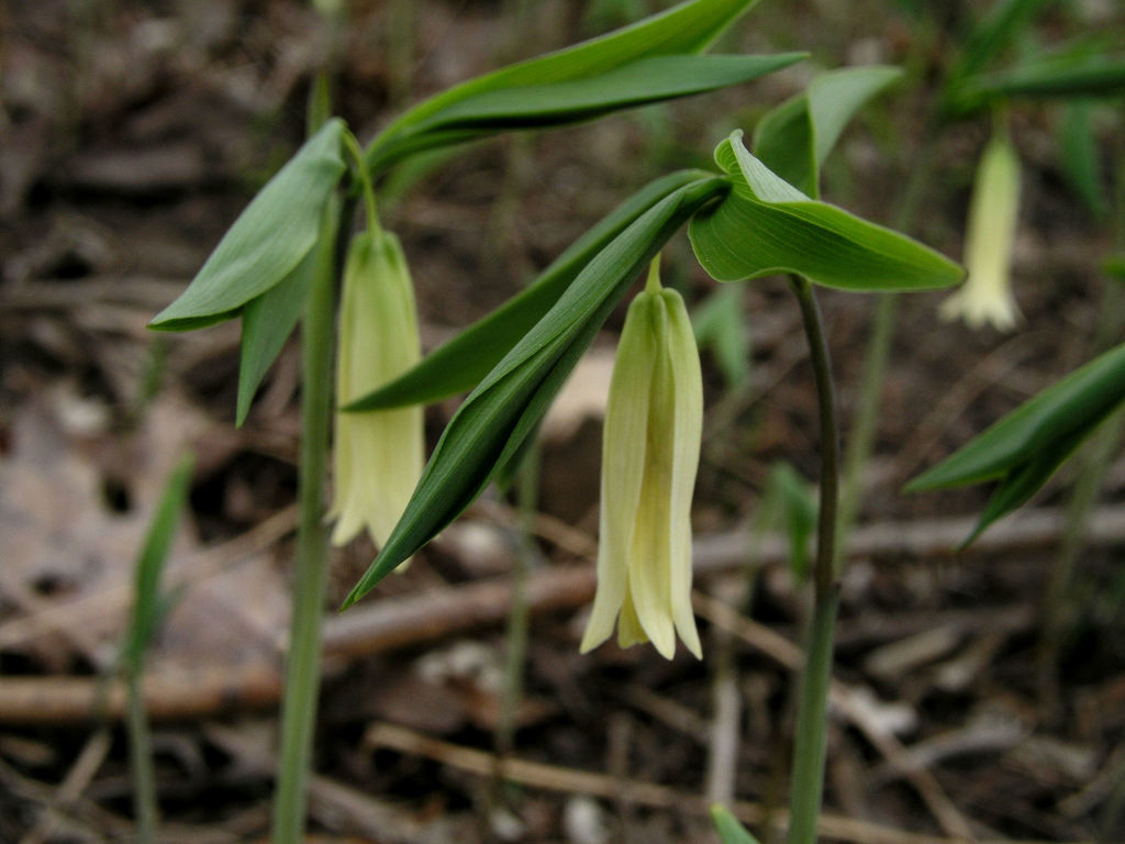 sessile bellwort (Partidgeberry, Teaberry, Wintergreens, et al ...