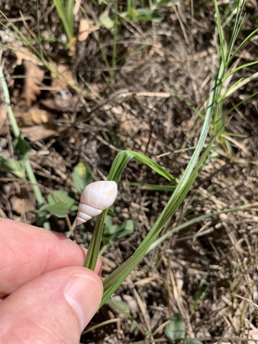 Observations by bvoltviewer · iNaturalist