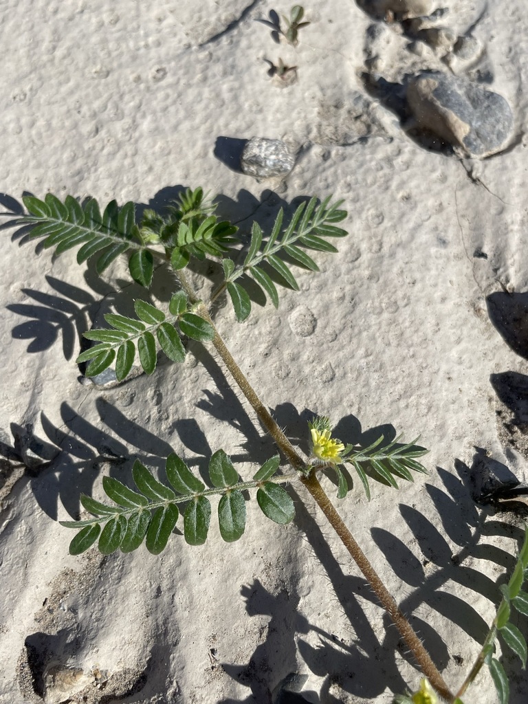 puncture vine in August 2022 by Matt Berger · iNaturalist