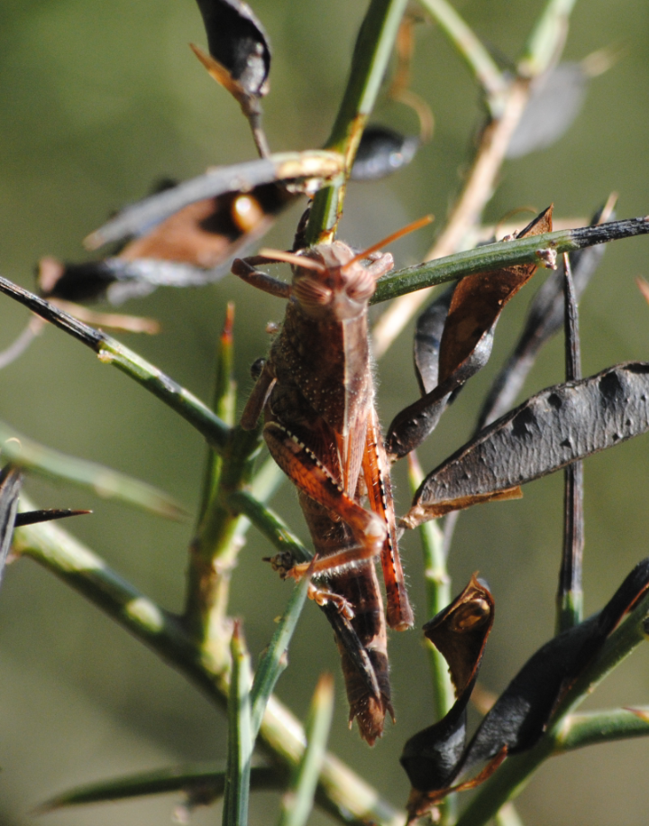Egyptian Bird Grasshopper from Pujada de Gràcia, 19, 08398 Pineda de ...