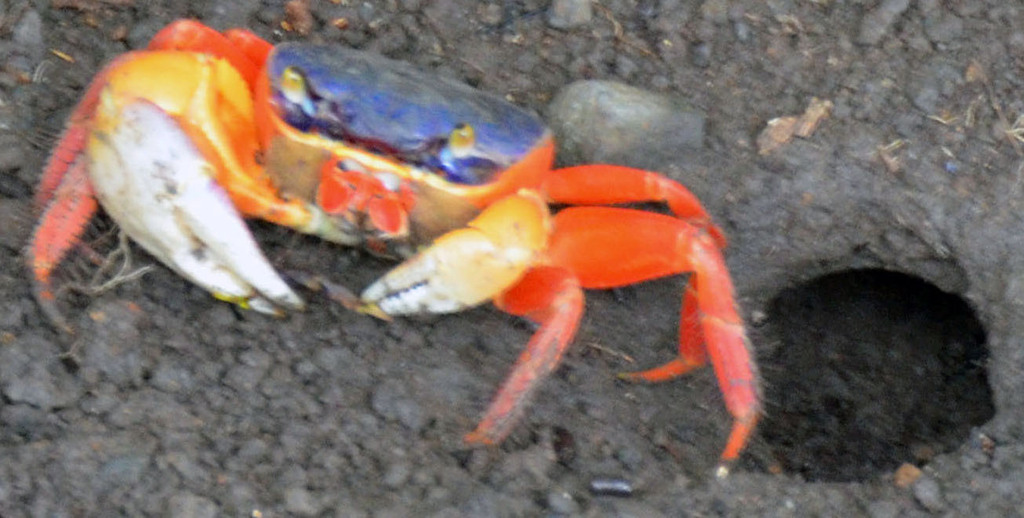 mouthless crab from Puntarenas Province, Quepos, Costa Rica on July 12 ...