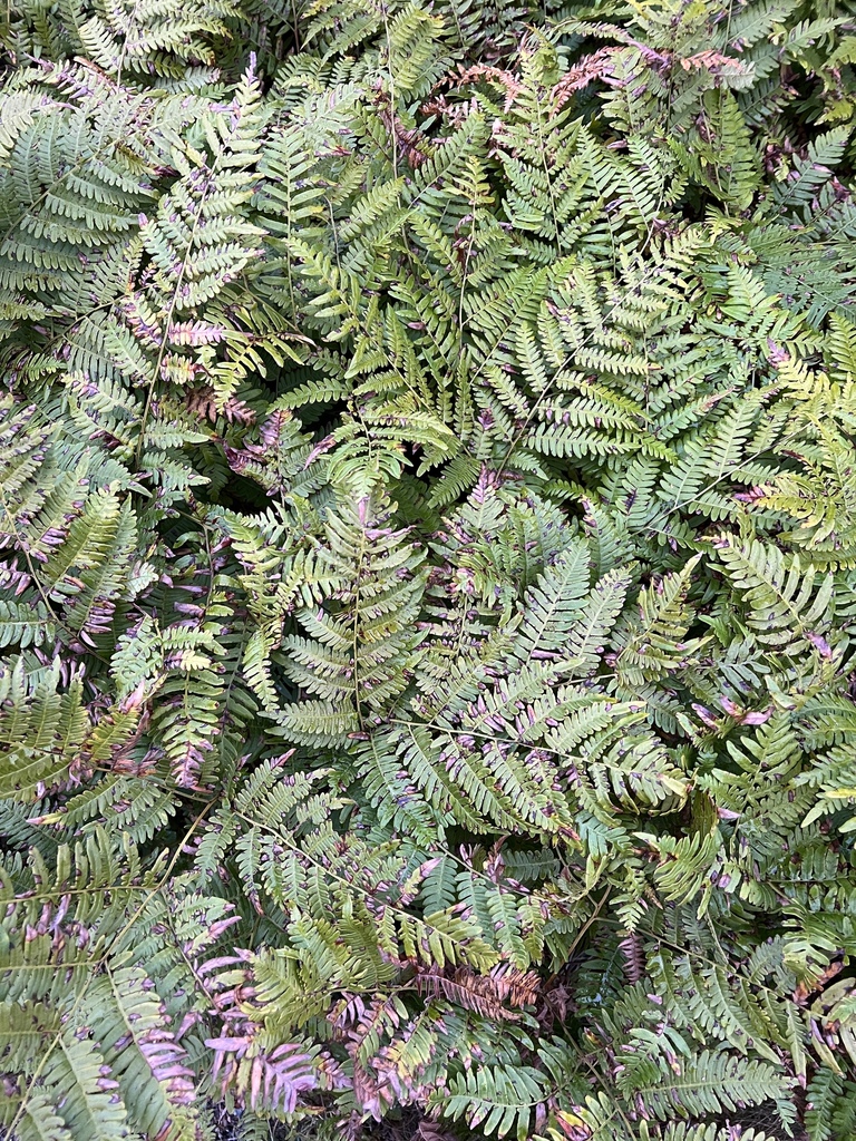 eagle fern from Grand Manan Island, Grand Manan, NB, CA on September 18 ...