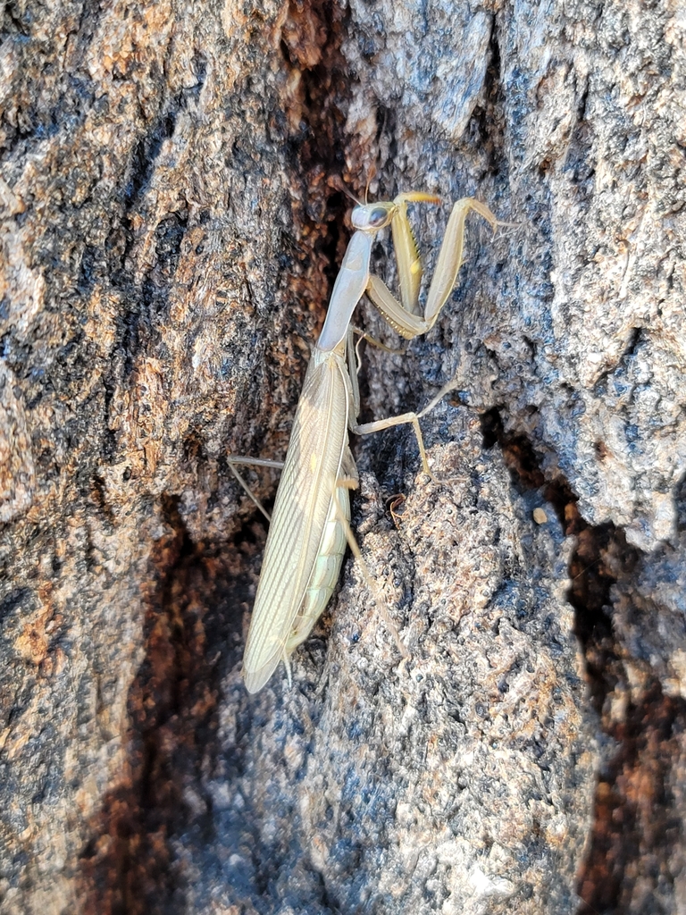 European Mantis from Southwest Annex, Richmond, CA, USA on September 22 ...