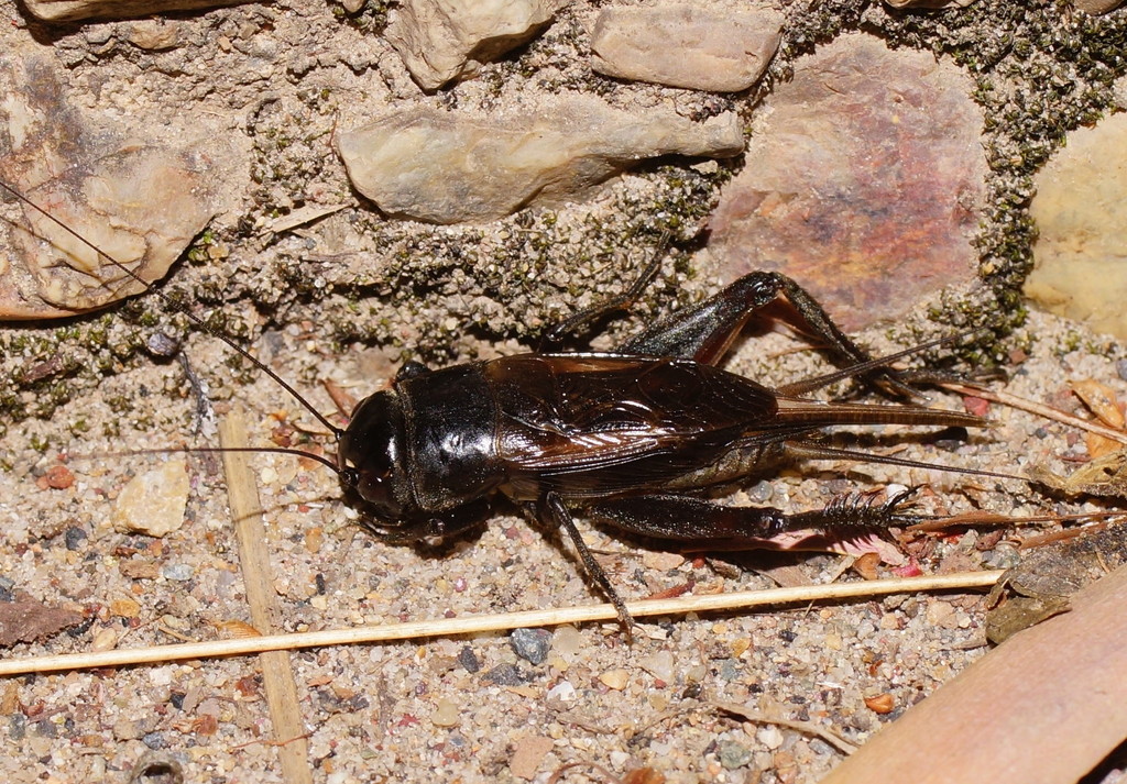 Australian Black Field Cricket from Byfield QLD 4703, Australia on ...
