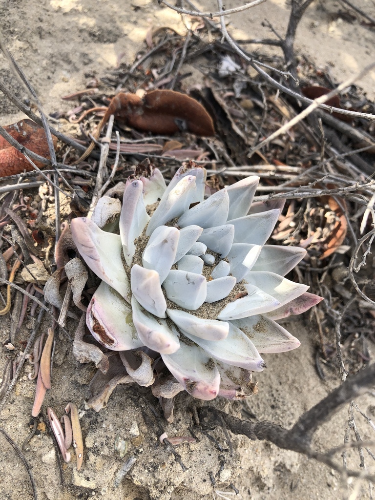 Greene's dudleya in September 2022 by kelptaylor · iNaturalist