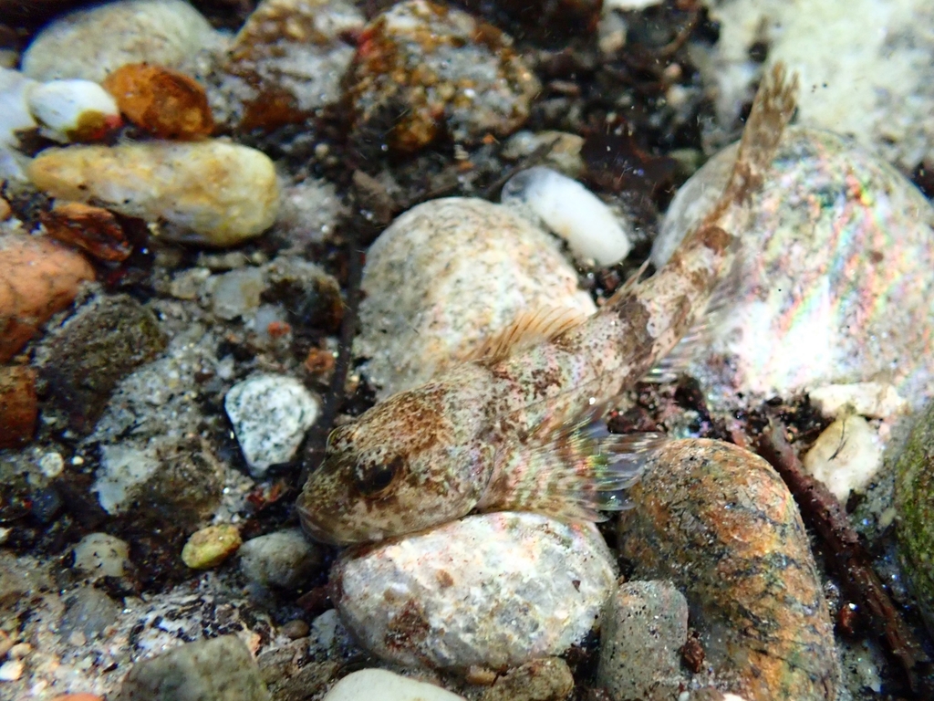 European Bullhead from Sette Fontane on September 22, 2022 at 03:02 PM ...