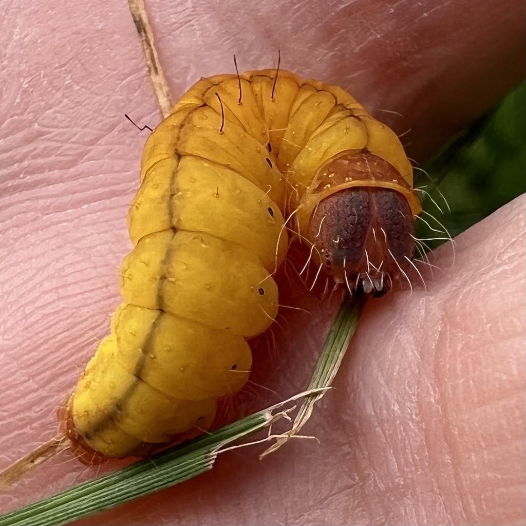 Afflicted Dagger in September 2022 by Michael Pirrello · iNaturalist