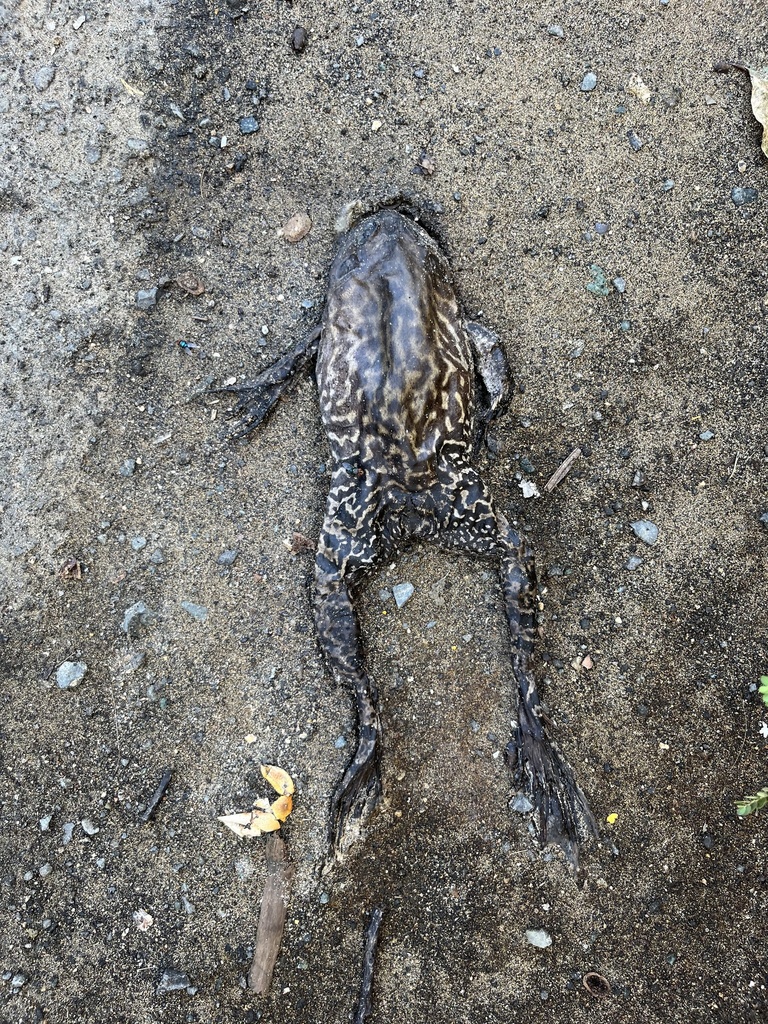 American Bullfrog from Puerto Rico, Luquillo, Puerto Rico, US on ...