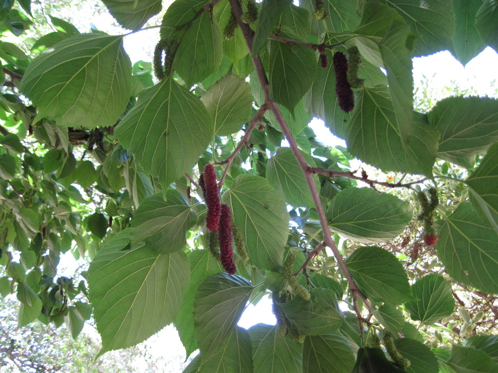 Himalayan Mulberry (Morus macroura) - Botanical Realm