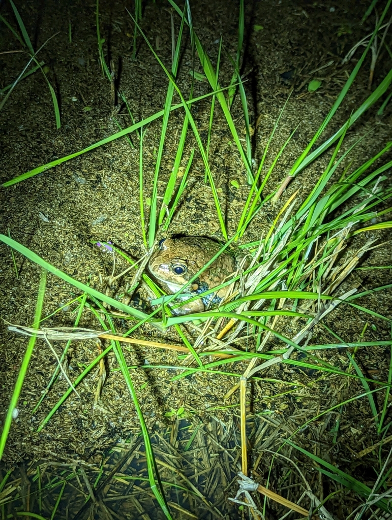 Eastern Banjo Frog from Wirlinga NSW 2640, Australia on September 22 ...