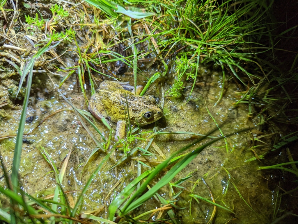 Trilling Frog from Wirlinga NSW 2640, Australia on September 22, 2022 ...