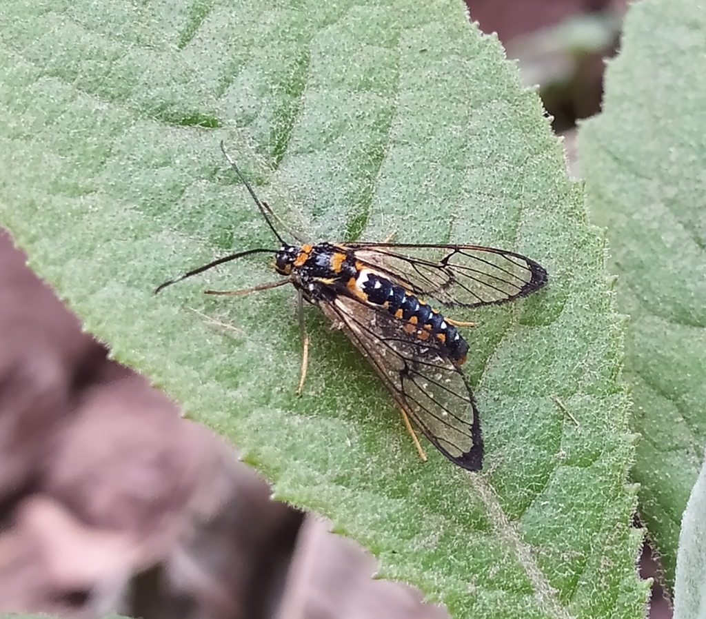 Pheia flavicincta from RP83, Jujuy, Argentina on September 21, 2022 at ...