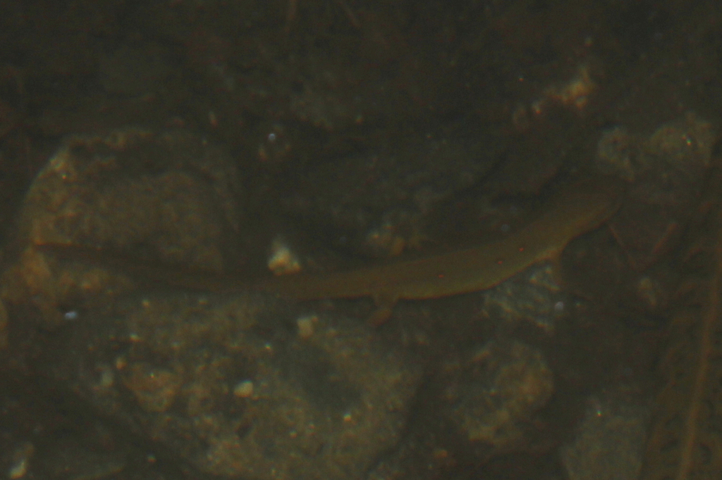 Red-spotted Newt from Princeton, MA, USA on September 17, 2022 at 08:48 ...