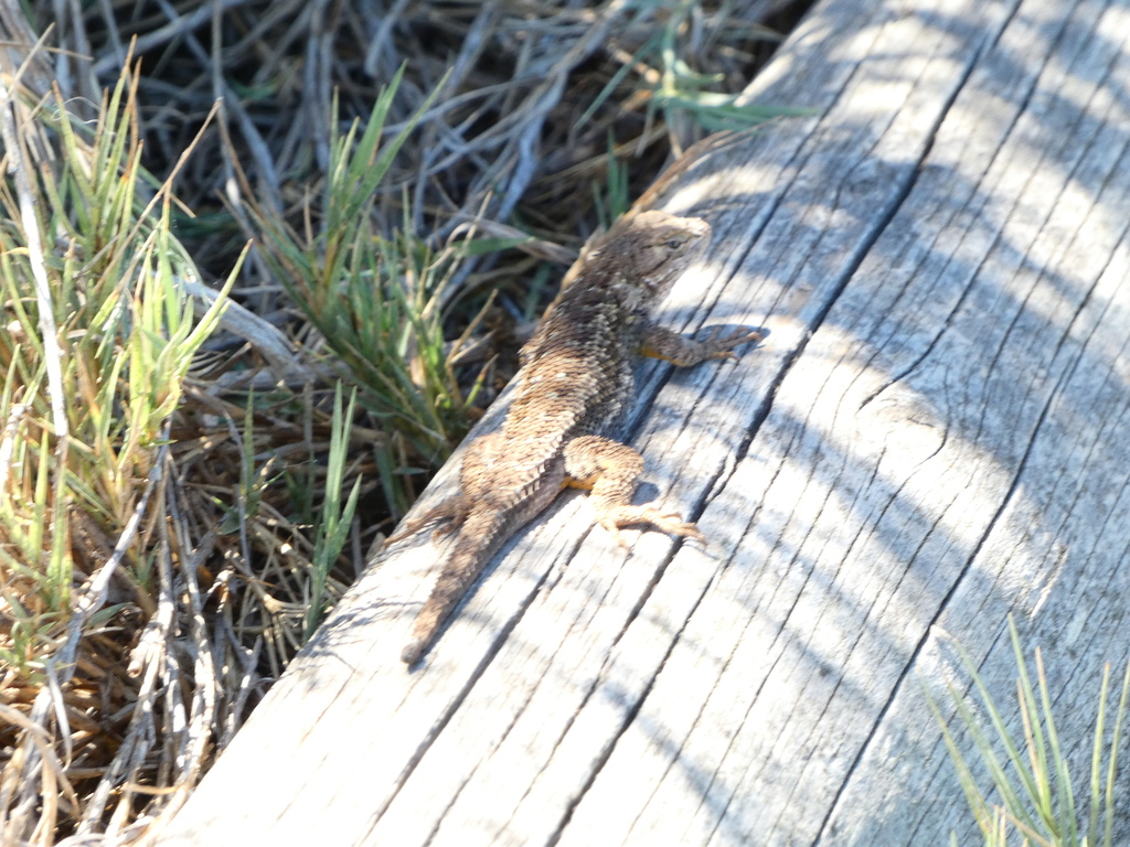 Western Fence Lizard from Monterey County, CA, USA on September 22 ...