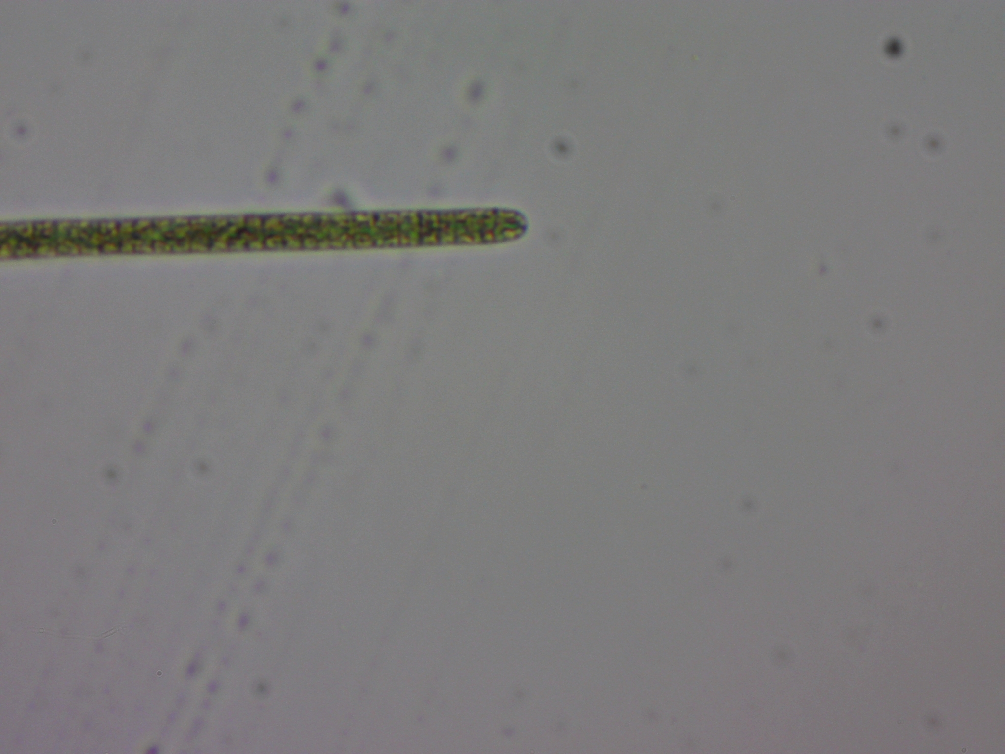 Planktothrix Anagnostidis & Komárek, 1988