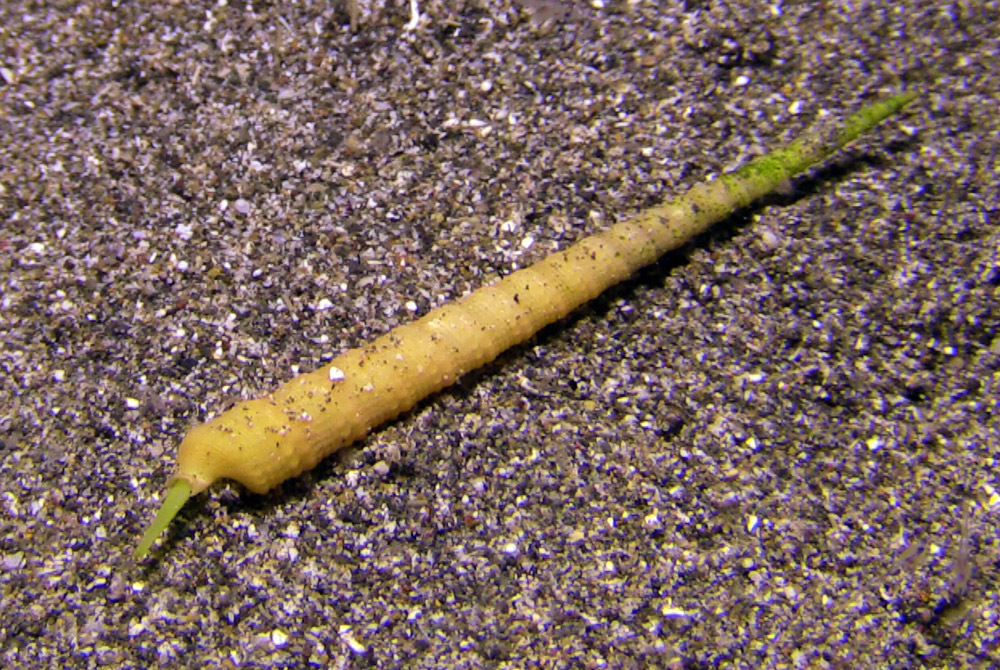 Terebra triseriata from Anilao, Lipa, Batangas, Philippines on May 06, 2017 by uwkwaj · iNaturalist