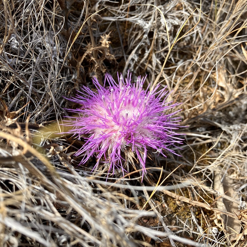 Pine Thistle from Sardegna, Olbia, Sardegna, IT on September 17, 2022 ...