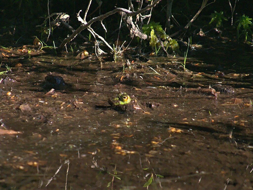 American Water Frogs from Albert County, NB, Canada on June 29, 2022 at ...