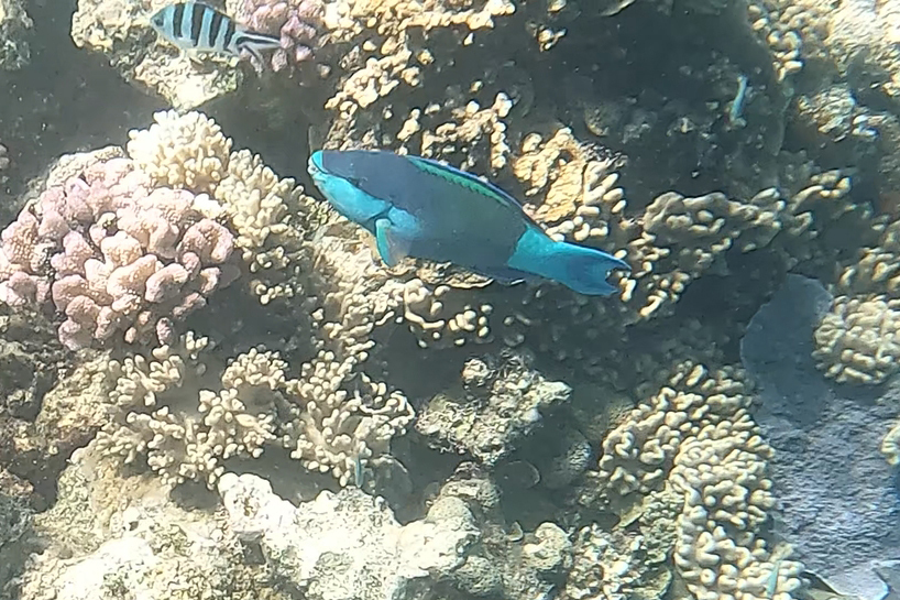 Sixband Parrotfish from Douglas, QLD, Australia on September 21, 2022 ...