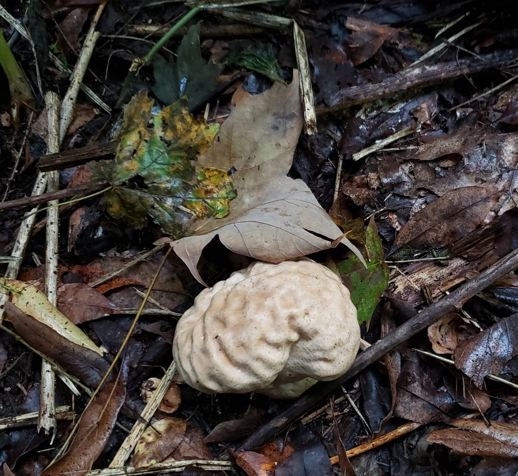 Brain puffball from Reminderville, OH, USA on September 22, 2022 at 07: ...