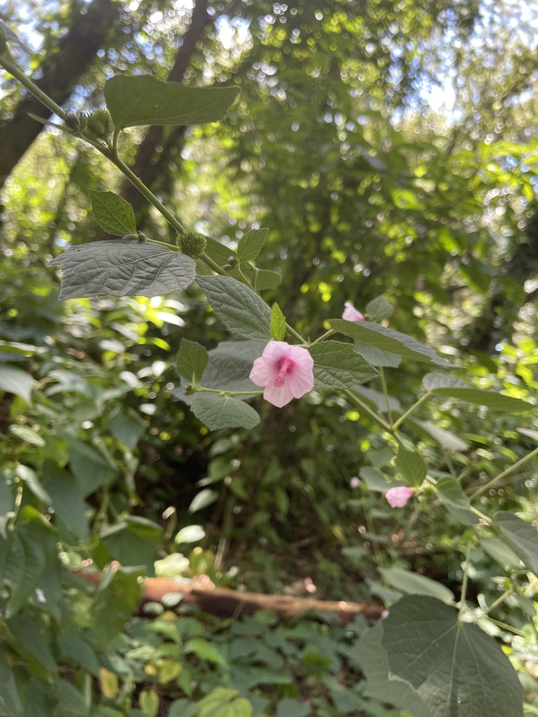 Caesar weed from SW 80th St, Miami, FL, US on September 22, 2022 at 01: ...