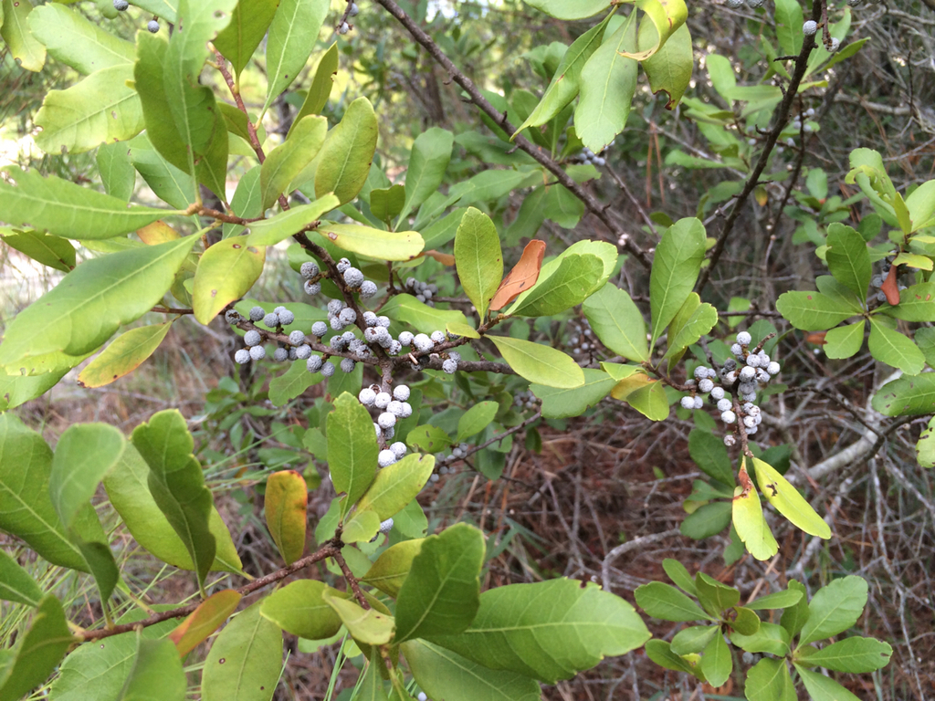 southern bayberry (Trees, Bushes, Subshrubs, Lianas, Clubmosses ...