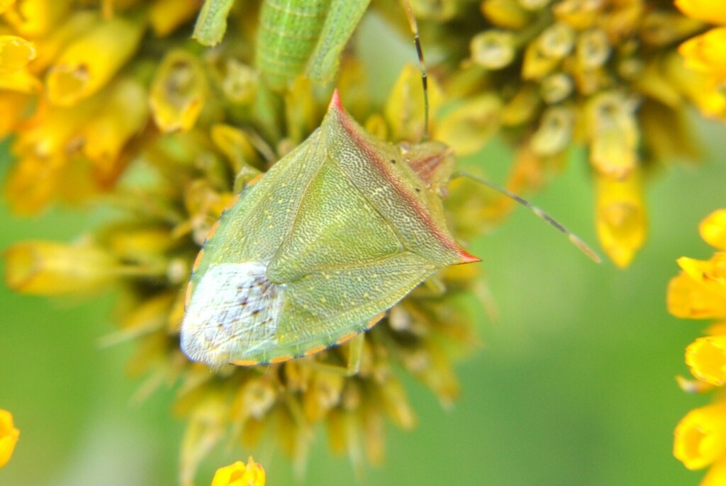 Neotropical Red-shouldered Stink Bug from Corregidora, Qro., México on ...