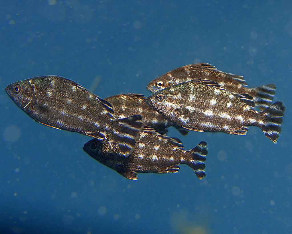 Grunters (Terapontidae) - Marine Life Identification