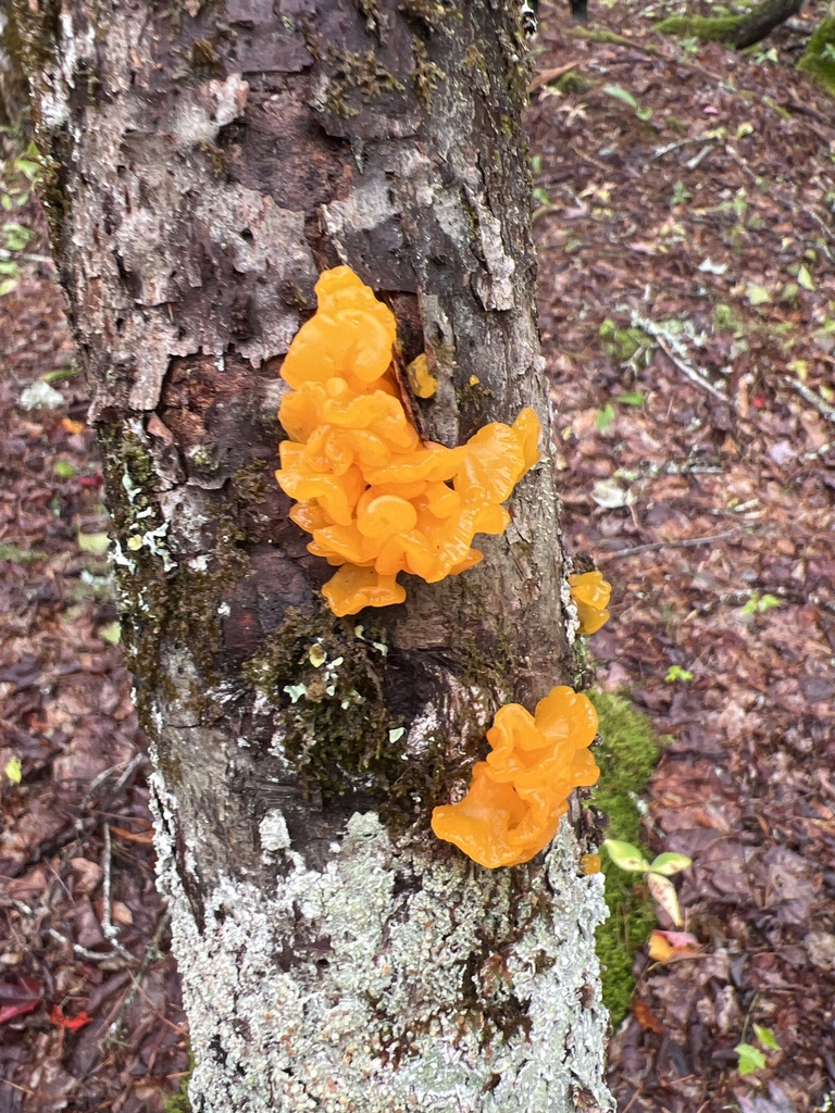 Orange Jelly Spot from Digby, NS, CA on 22 September, 2022 at 10:44 AM ...