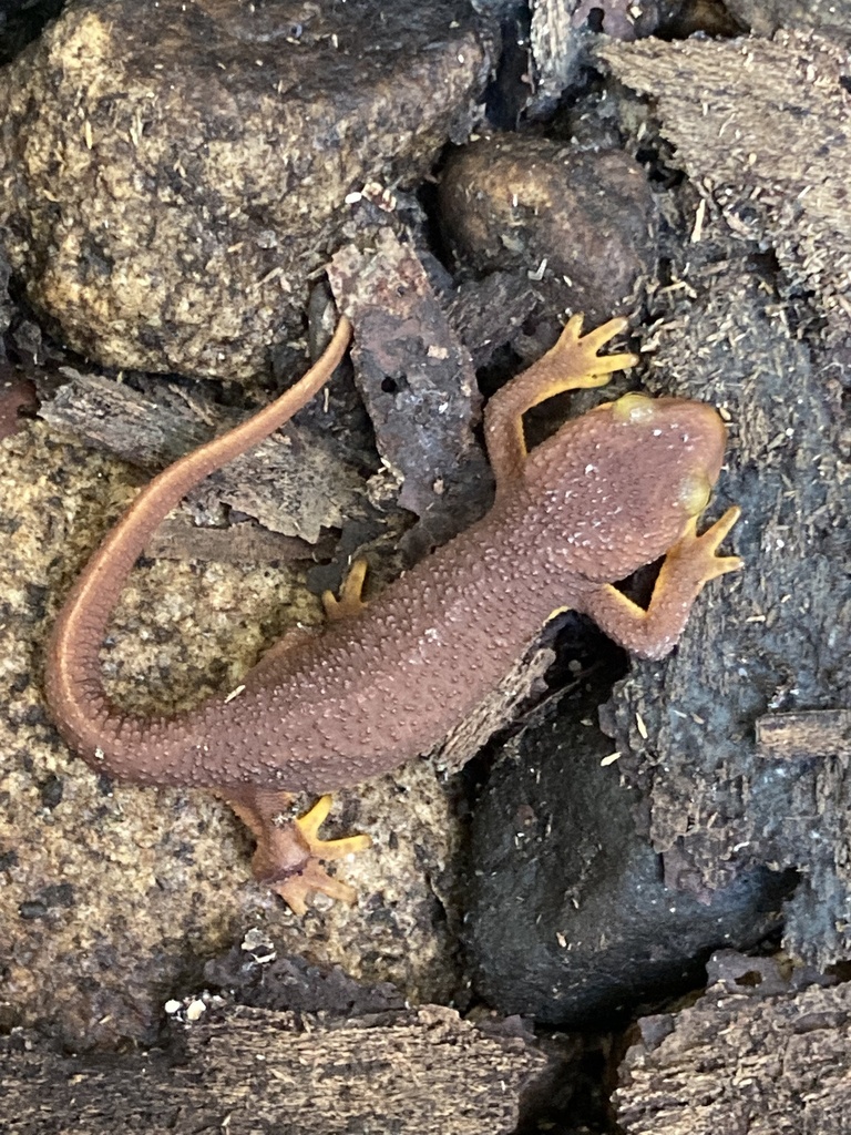 California Newt from N Arroyo Blvd, Pasadena, CA, US on September 22 ...
