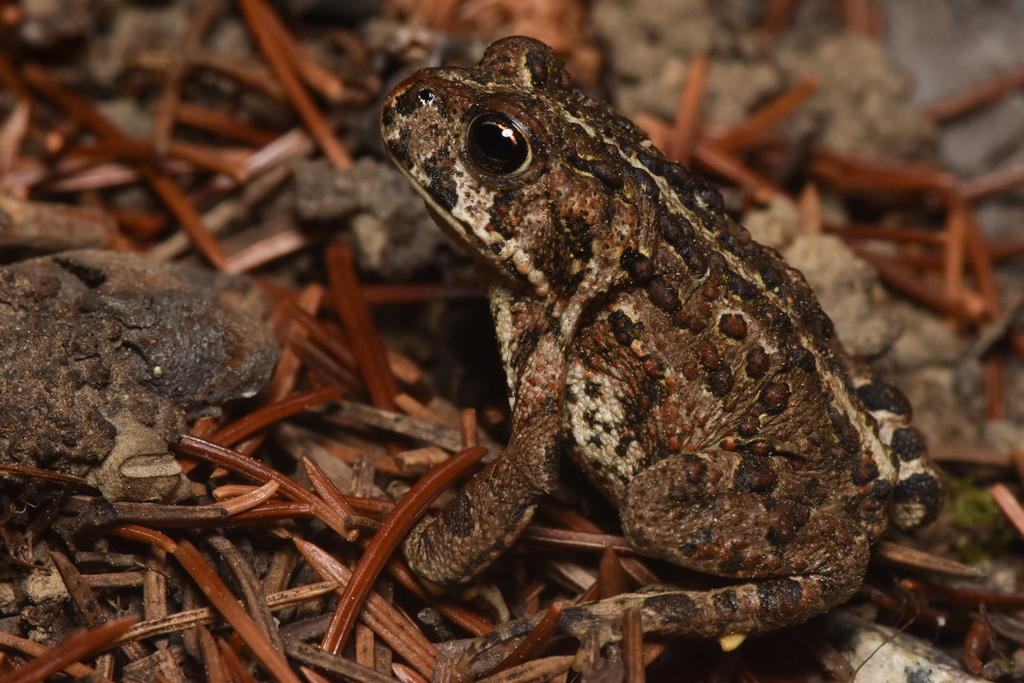 Western Toad from North Okanagan, BC, Canada on July 29, 2022 at 08:51 ...